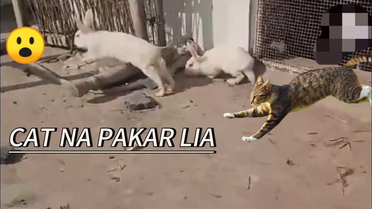 RABBIT KO CAT NA PAKAR LIA/PET VLOGS - YouTube