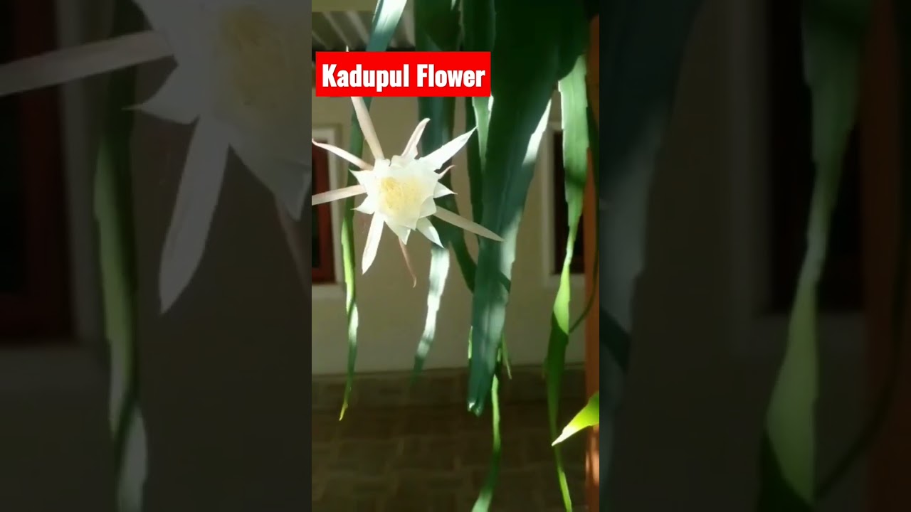 Kadupul Flower Seeds | Best Flower Site