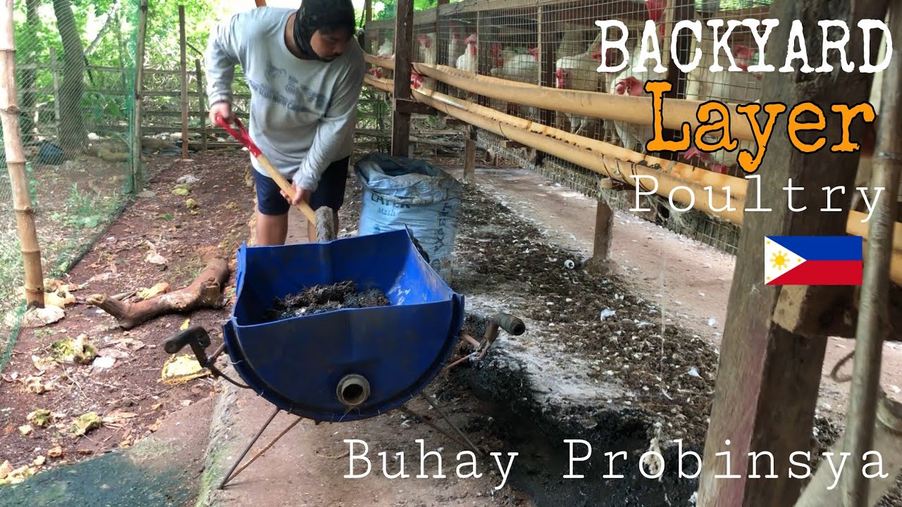 PAANO MAG ALAGA NG MANOK | RTL | backyard layer poultry | buhay ...