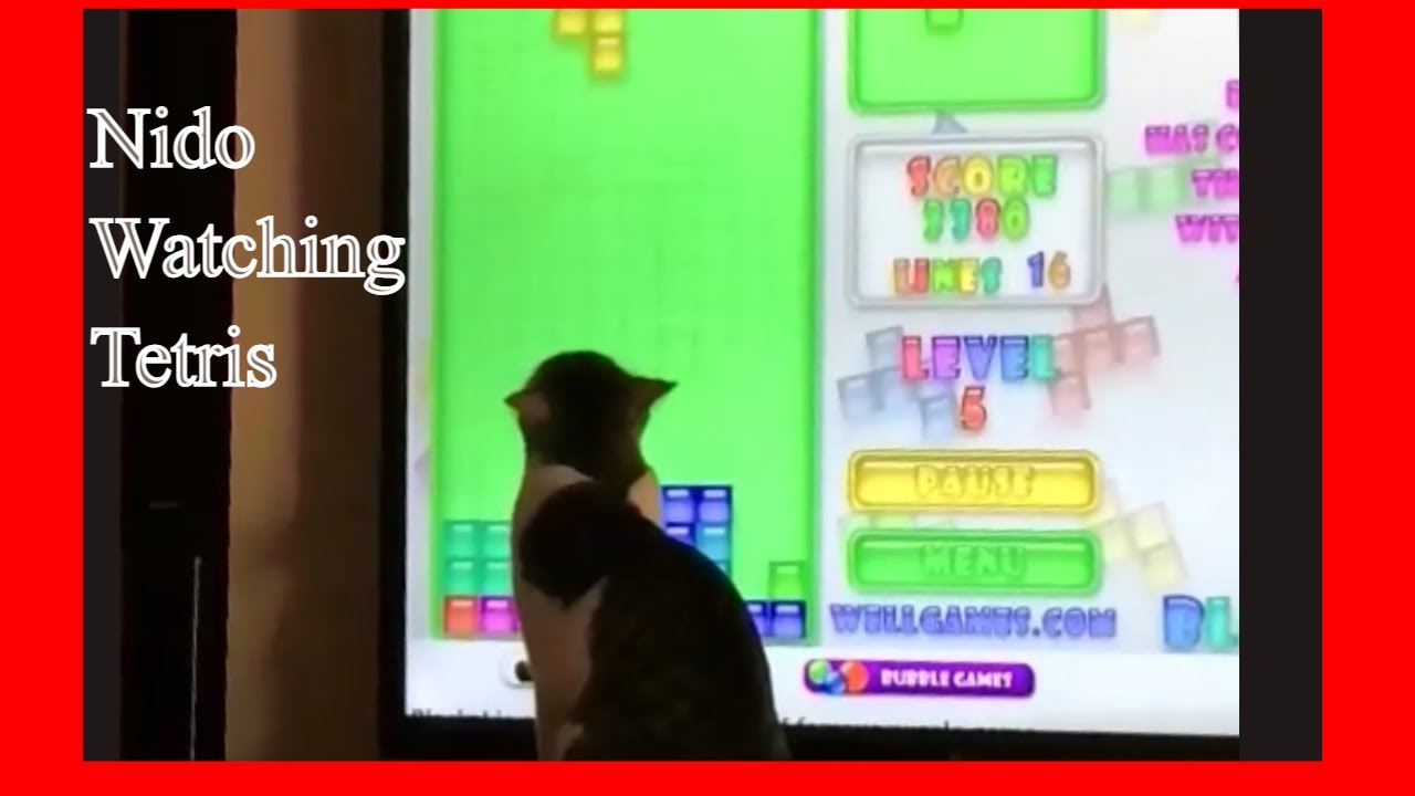 Nido Is WatchingTheTetris Game / Nido The Cat Watching Tetris / Cat ...