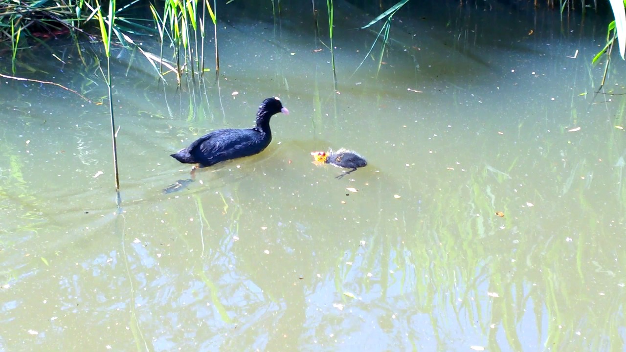 Young Water Hen Swimming - YouTube