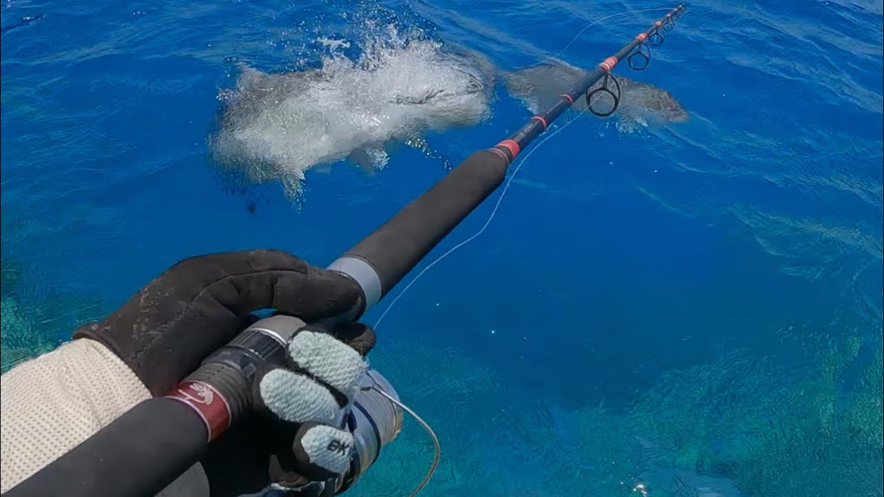 No Human Fished Here - BIG Friendly Fish #catchandrelease #Saudiarabia ...