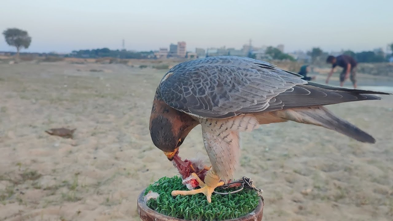 Shaheen Falcon - A cold evening of January 2023 - YouTube