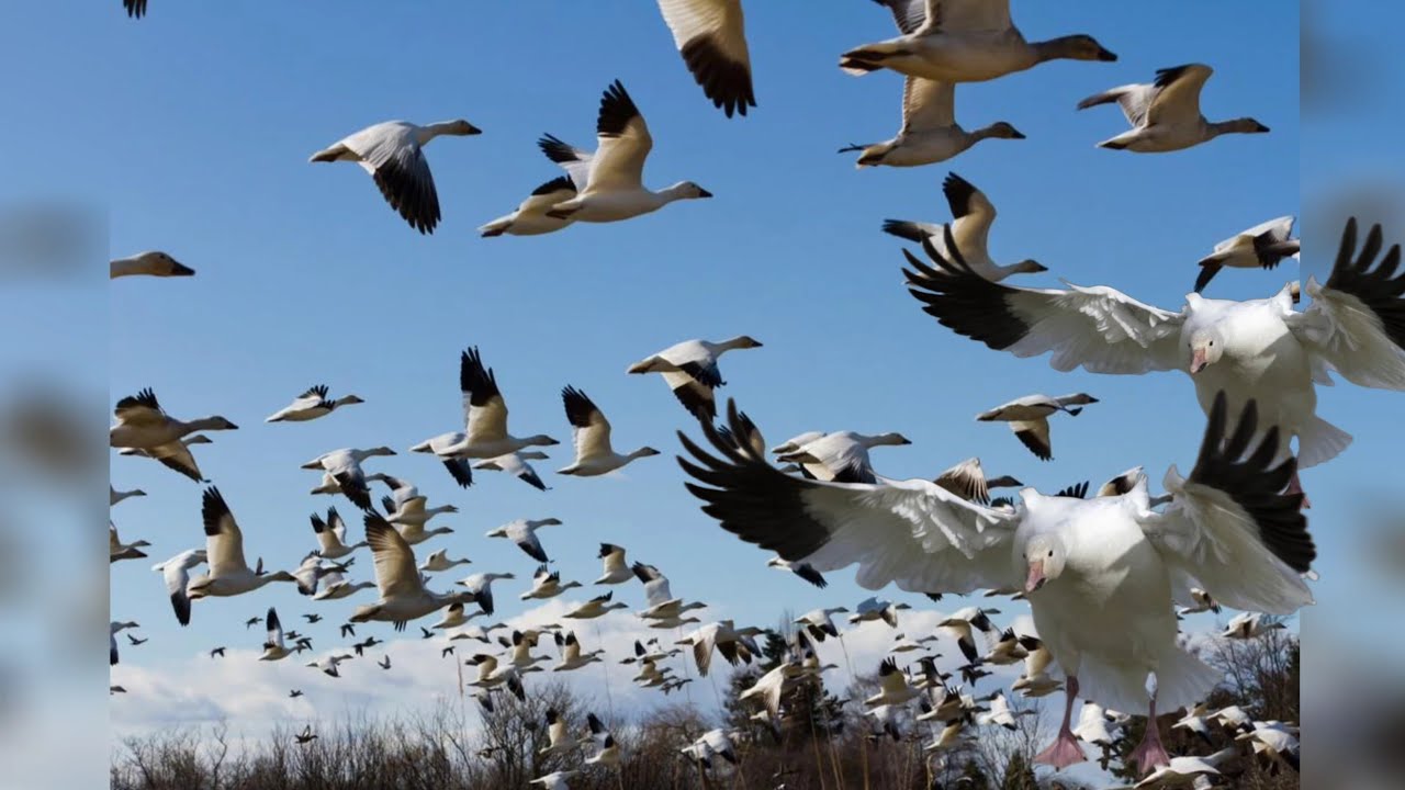 Snow Goose Sounds call | wild sounds goose | hunting call - YouTube