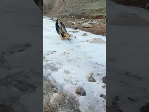 Itlar jangi