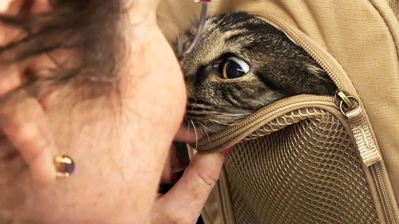 Tabby cat missing for 12 YEARS reunited with owners! - YouTube