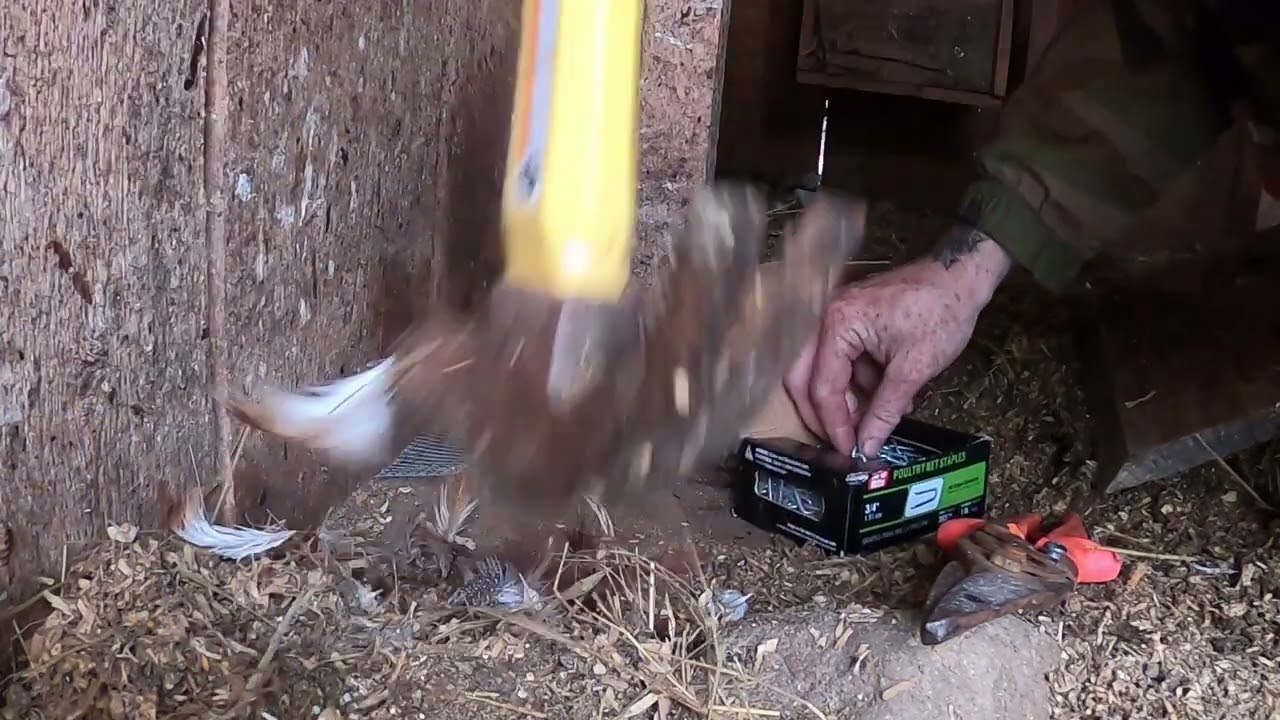 The Weasel Chicken Massacre Continues - YouTube