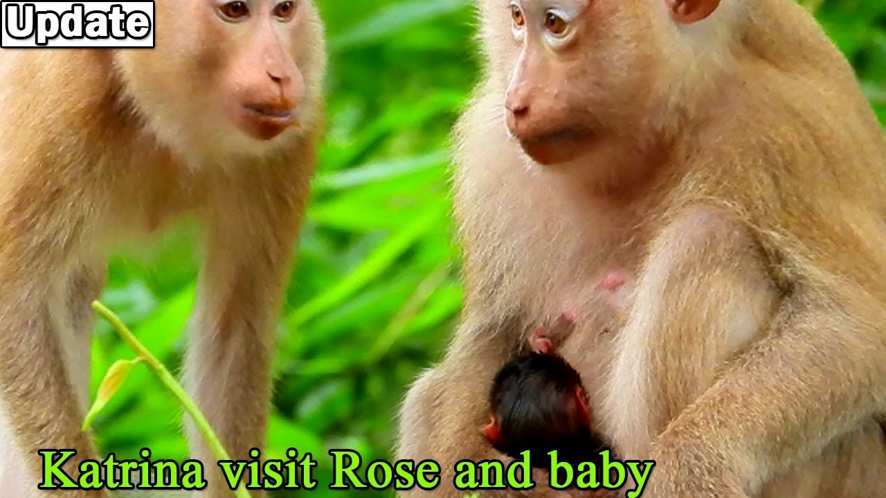 Sweet action that monkey Rose allow abandon monkey Katrina visit her ...