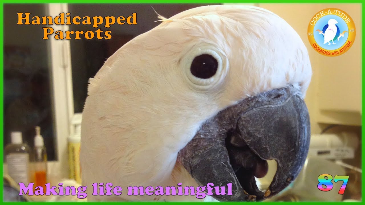 How I Care for my Disabled Birds | Ep.87: Handicapped Parrots ...