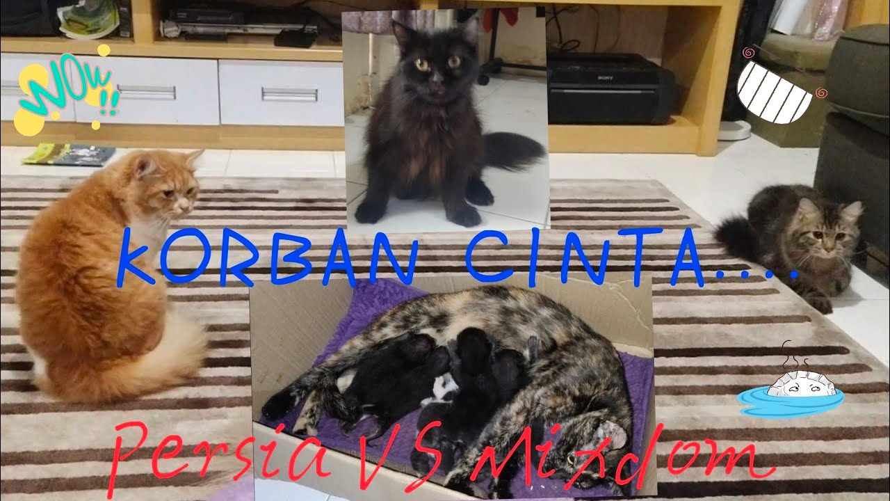 korban cinta (persia vs mixdom) - YouTube