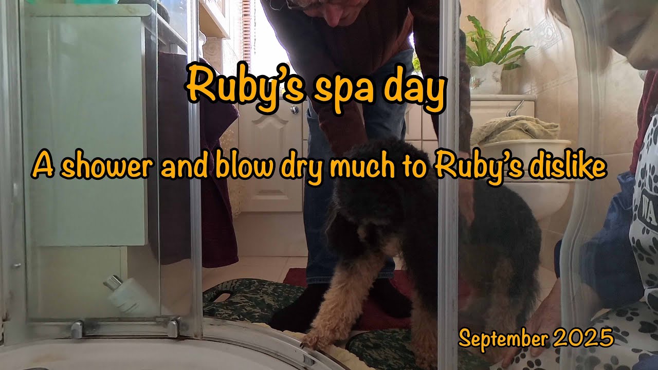 2025-09-Ruby’s spa day- a shower and blow dry much to Ruby’s dislike ...