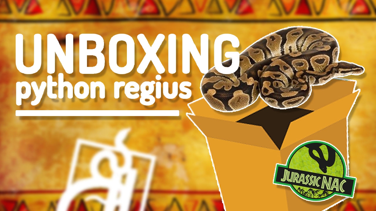 Unboxing python regius (Un nouvel arrivant) - YouTube