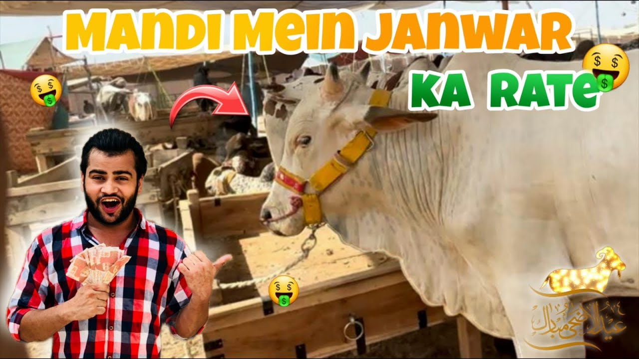 MANDI MEIN QURBANI KA JANWAR KA RATE 🫣🥰😳 - YouTube