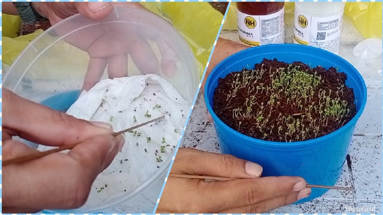 GERMINATING LETTUCE IN MOISTENED TISSUE PAPER, SABOG AND BY SEEDLING ...
