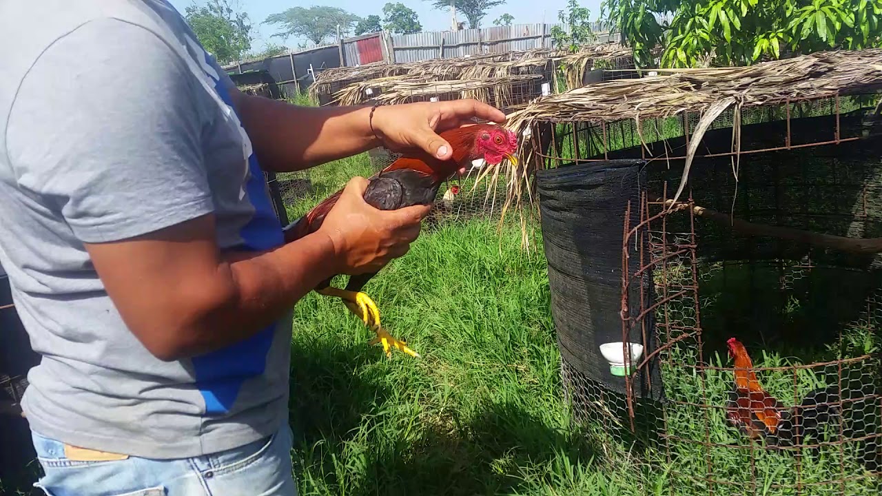 Por terserabe. en la cuesta" dónde guilis buscando( 3) hermoso gallo ...