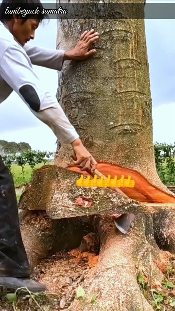 how to cut down an albasia tree using the bobok technique#lumberjack# ...