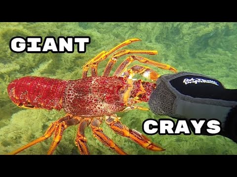 Diving for Crays (Southern Rock Lobster) Vlog.2 - YouTube