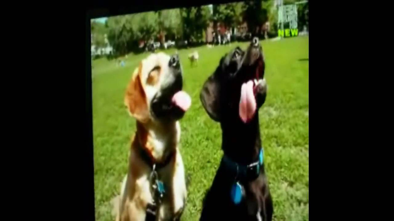 Bocker the Labradoodle -Designer DOGS DOGS 101 - YouTube