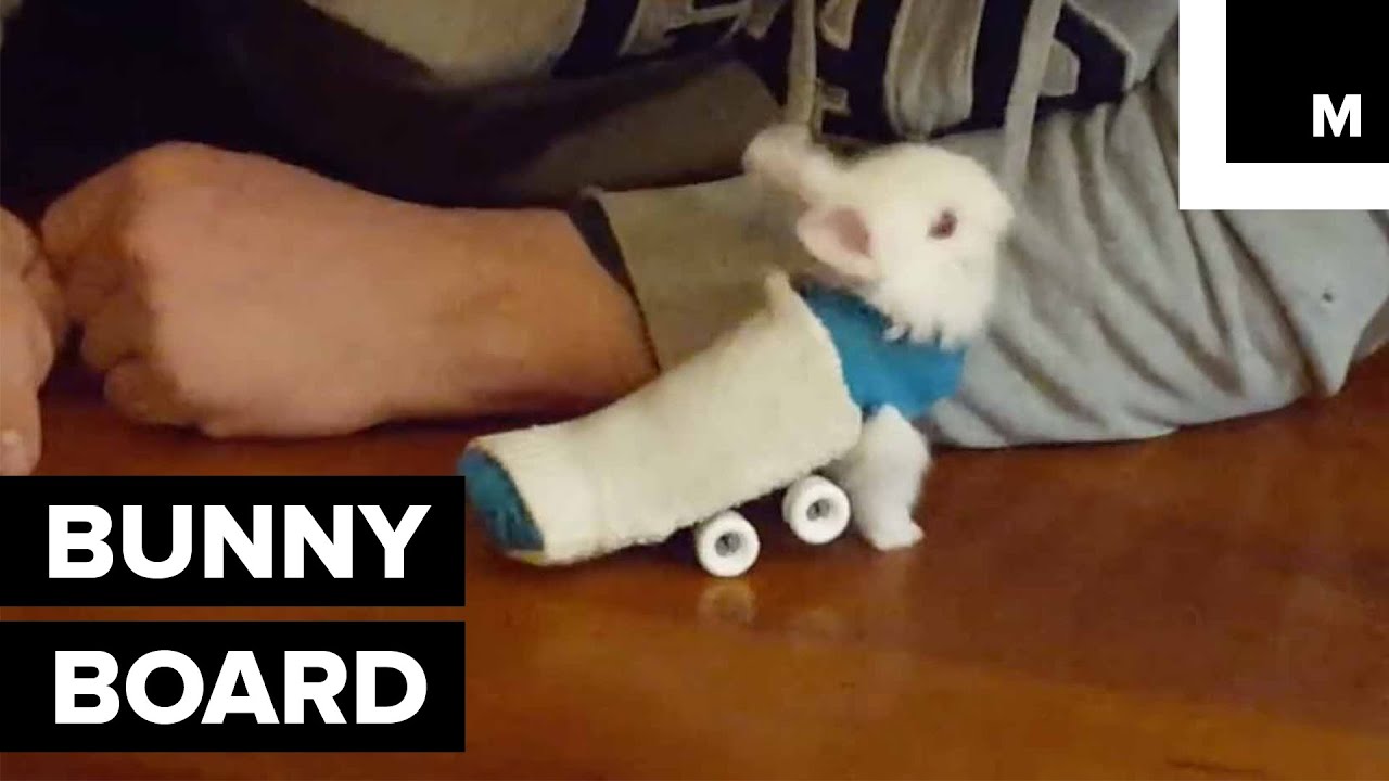 Paralyzed Baby Bunny gets a Sweet Custom 4-Wheeled Ride - YouTube
