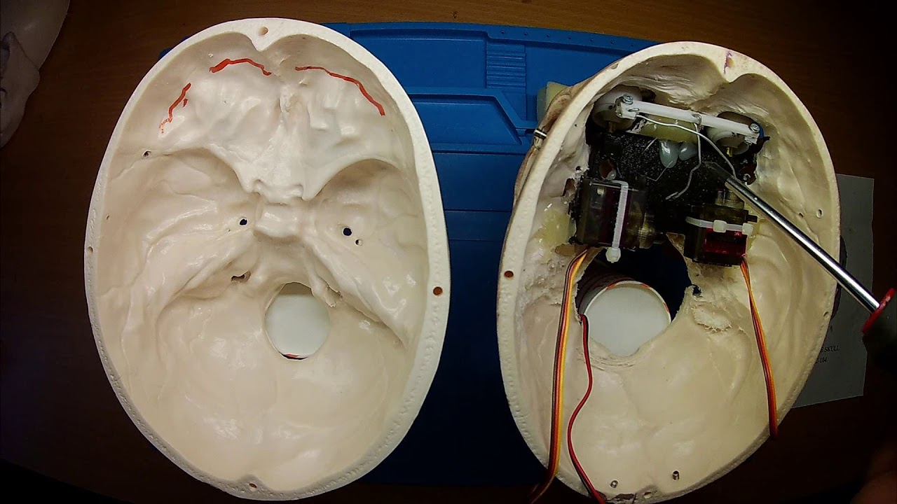 Skull Assembly Tutorial English - YouTube
