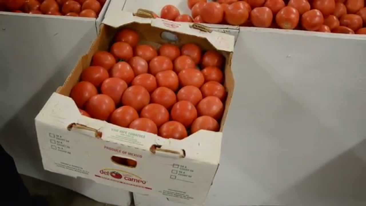 How long does it take to pack tomatoes? - YouTube