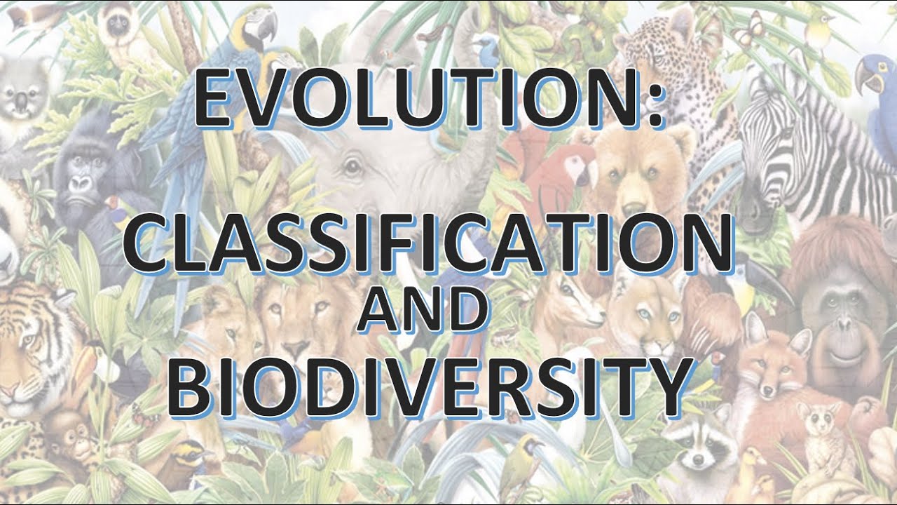 Evolution: Classification and Biodiversity [Biology Lesson] - YouTube