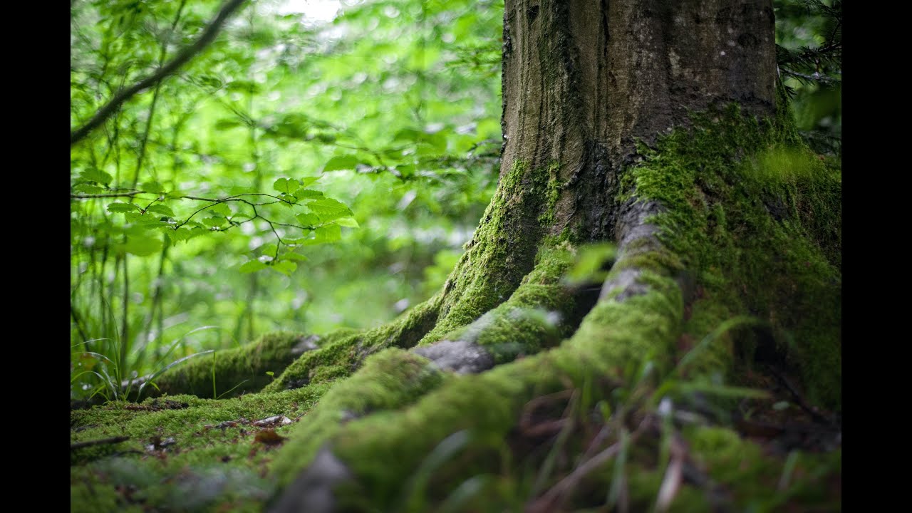 Relaxation Forest Sounds, Natural Forest Sounds aident à Relaxation et ...