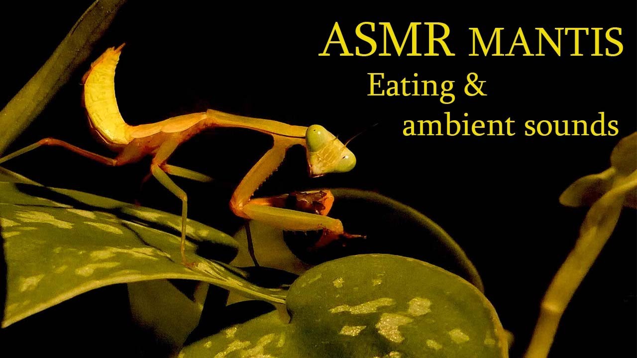 ASMR Praying Mantis eating sounds (no talking) - YouTube