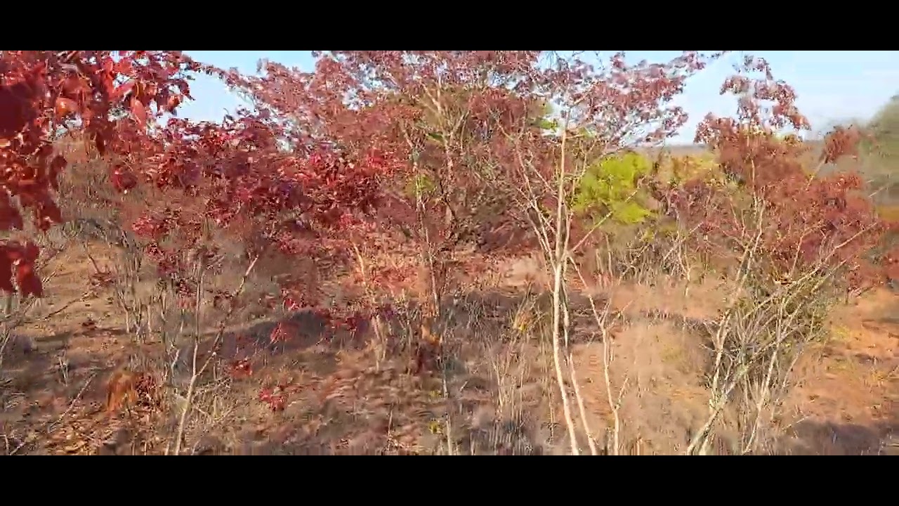 The Trees Preparing for the Coming of Rains at Fort Rixon, Zimbabwe ...