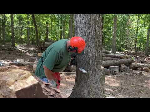 Maasdam rope puller cutting a leaning tree - #22 #maasdam#firewood ...