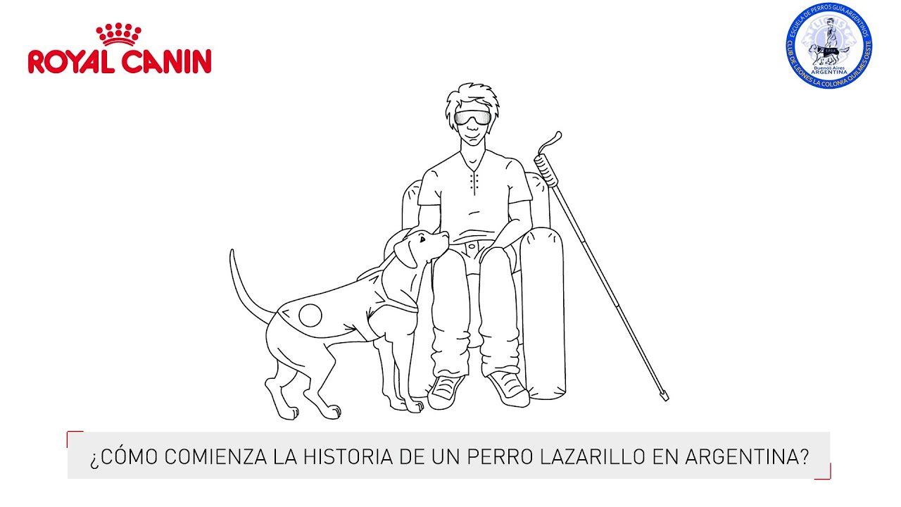 Conocé cómo comienza la historia de un perro lazarillo en la Argentina ...