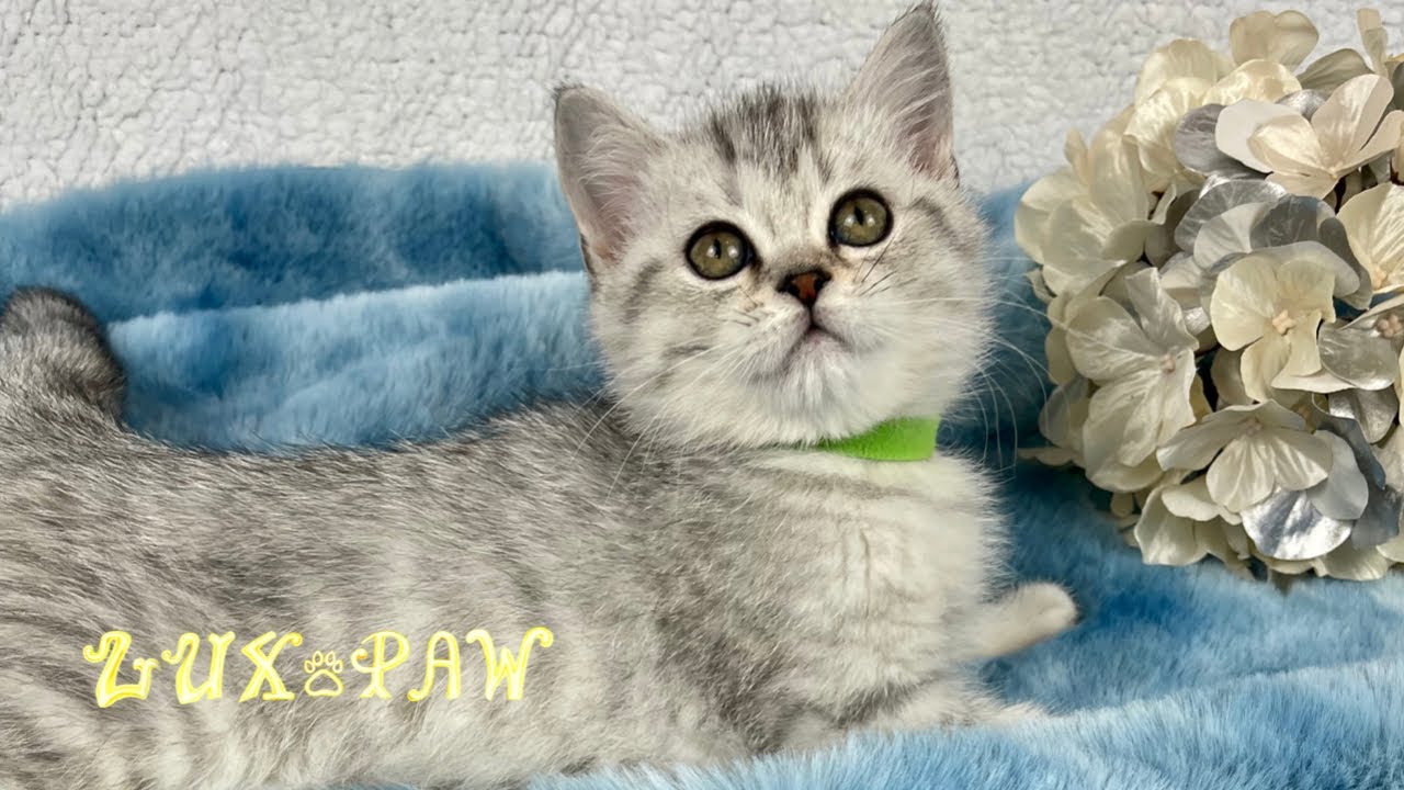 Simon - British Shorthair Black Silver Tabby kitten | Lux paw cattery ...