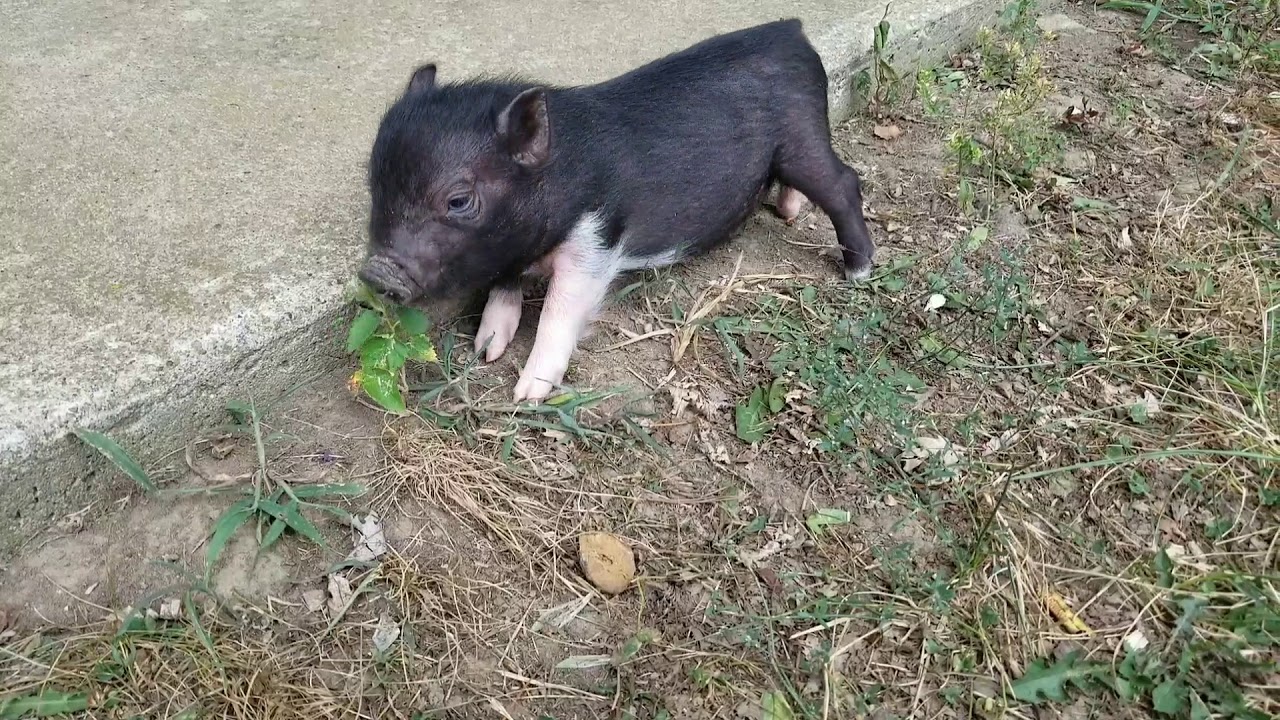 Pig Chewy scratching his itch - YouTube