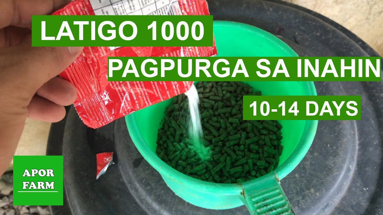 PAG PURGA SA INAHIN | PAANO PURGAHIN ANG INAHING BABOY | APOR FARM ...