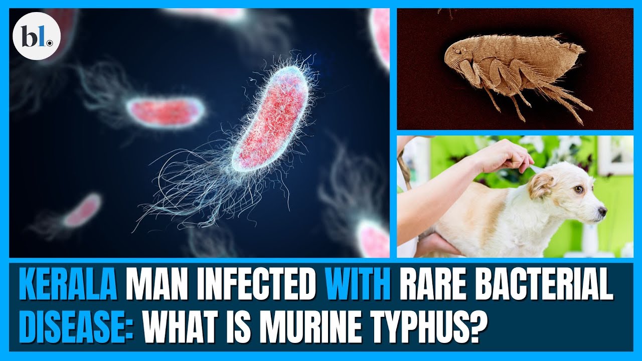 Explained | Kerala man infected with rare bacterial disease: What is ...