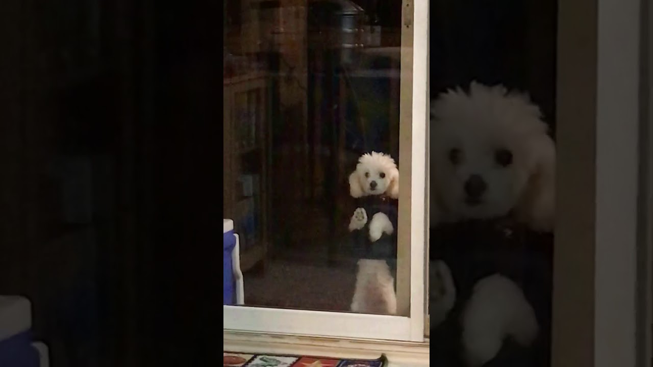 Poodle dancing 😂 - YouTube