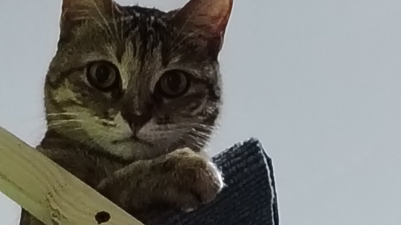 Cat's New Year Eve Celebration #cats #cat #pets #2025 #meow #paws #fyp ...