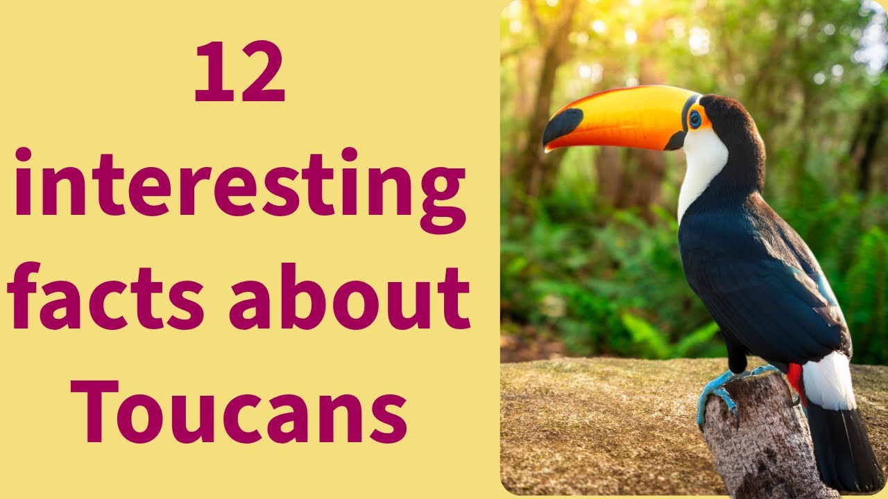 12 interesting facts about Toucans you should know - YouTube