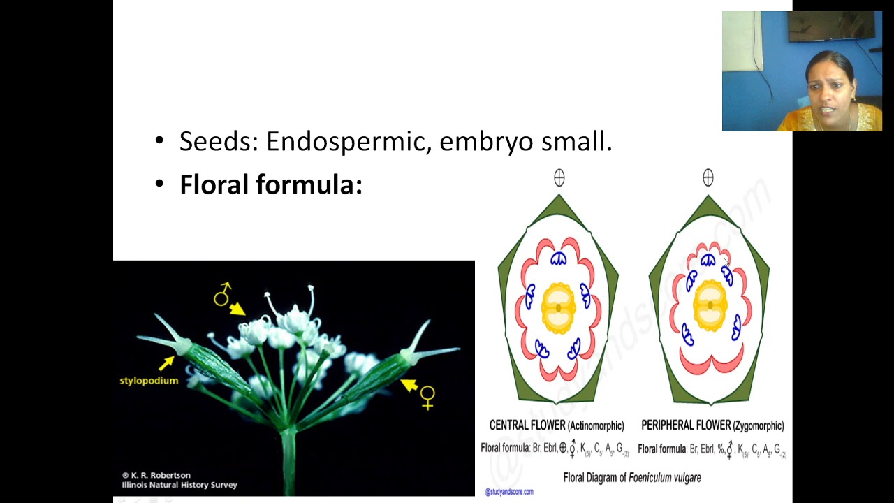 Umbelliferae or Apiaceae -Family features - YouTube