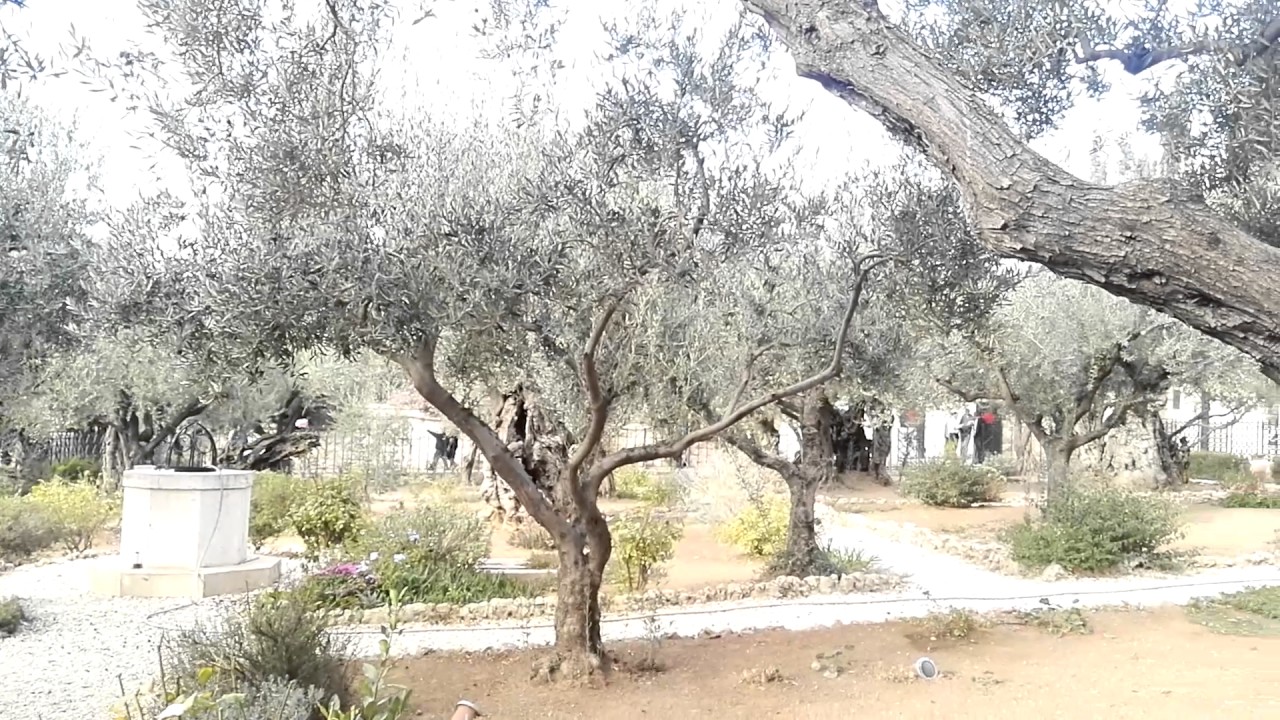 Gethsemane - the place where Jesus prayed and his disciples slept the ...