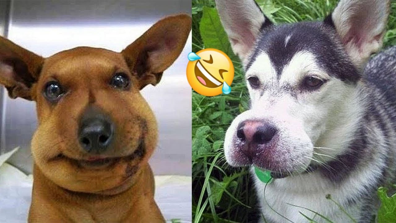You Won't Be Able To Stop Laughing At These Silly Animals! Funniest ...