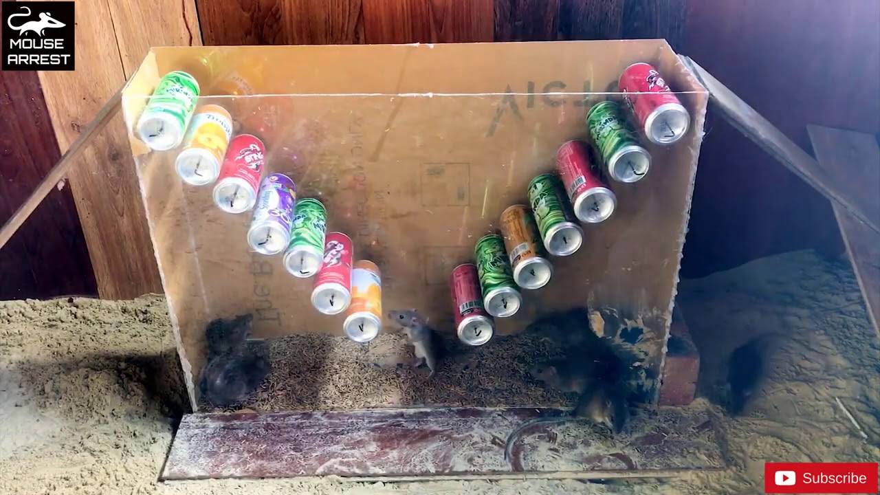 Rolling Soda Can Mouse Trap 2020 l Beer Can Mouse l Best Mousetrap ...