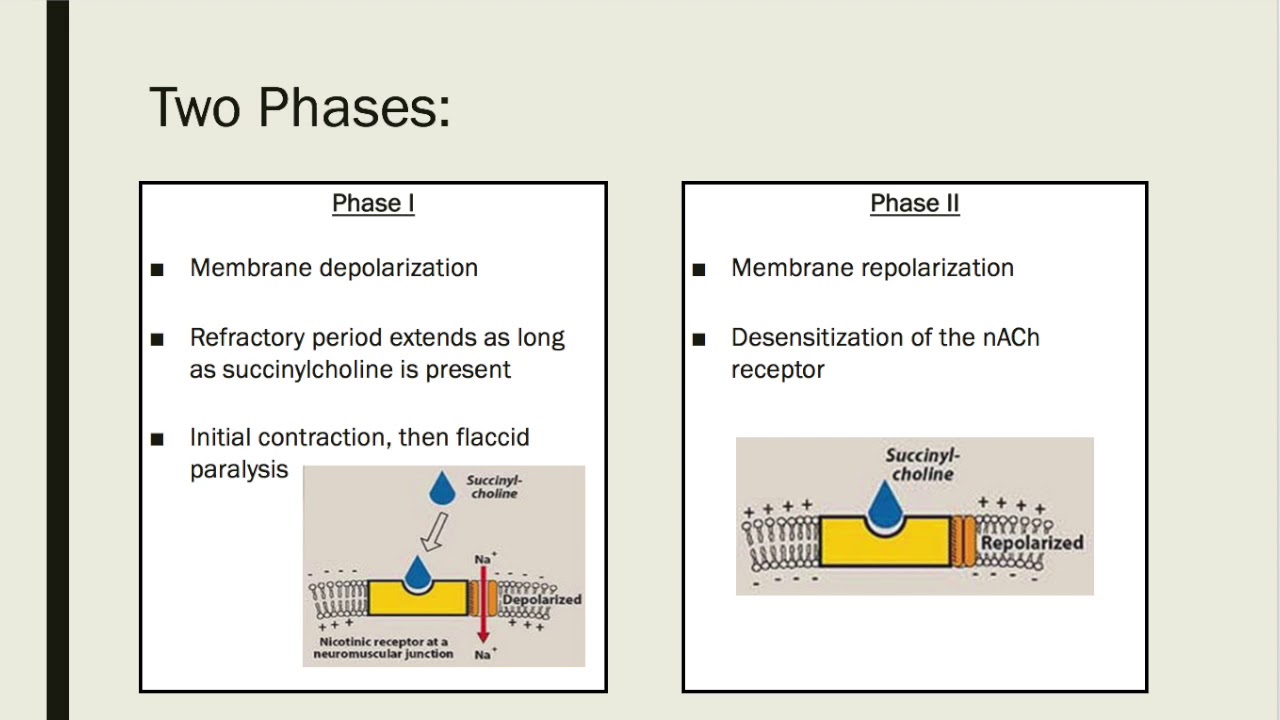 Succinylcholine Mechanism Of Action