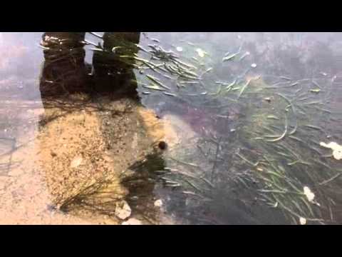 Octopus walks on land - YouTube