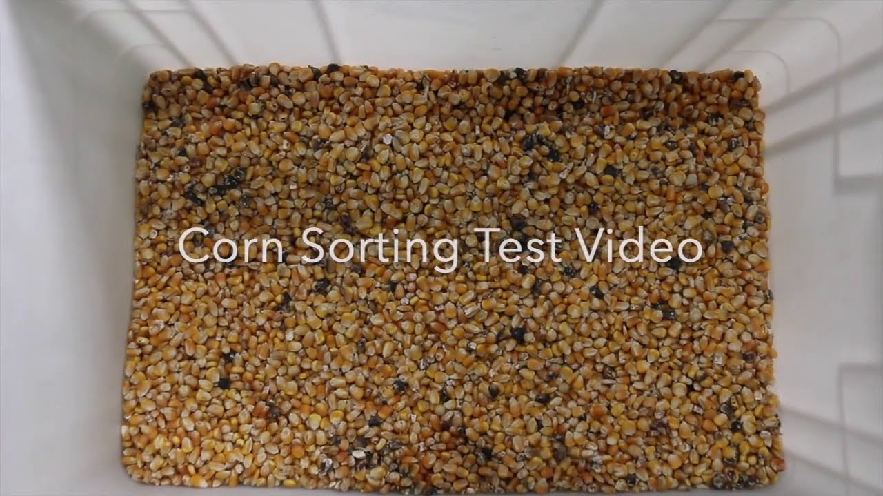 SG Corn Color Sorting Machine - YouTube