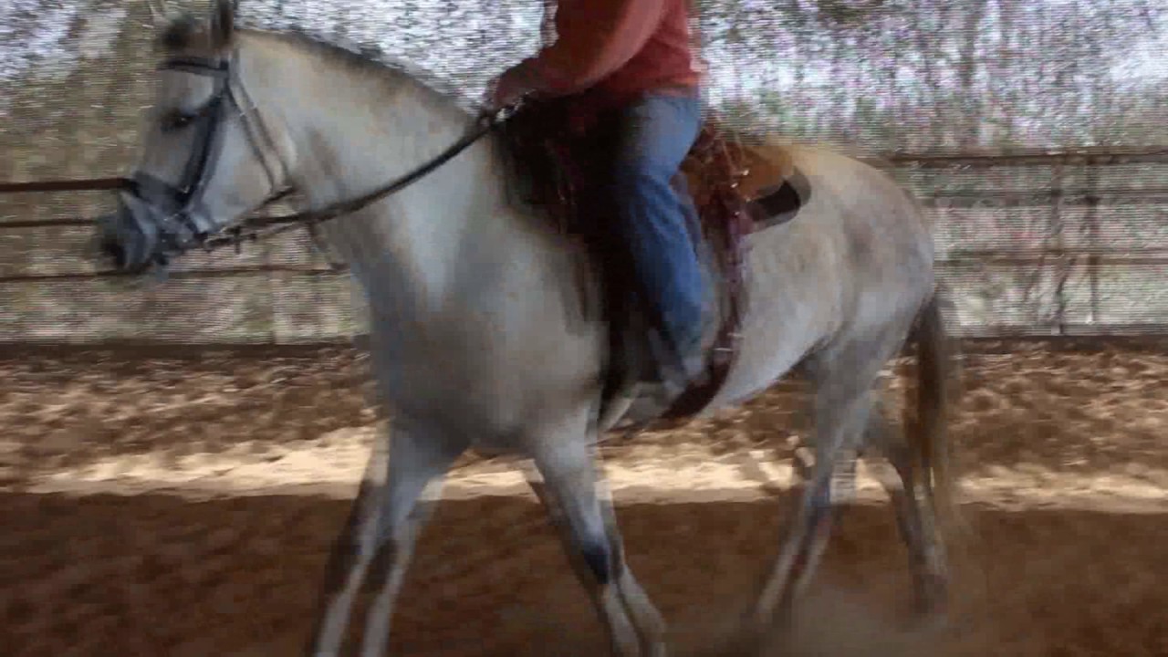 Wably | Andalusian Mare | Western - YouTube