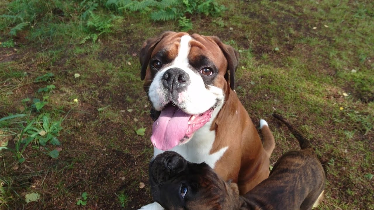 HAPPY BIRTHDAY BOXER REX!!! 😍 - YouTube