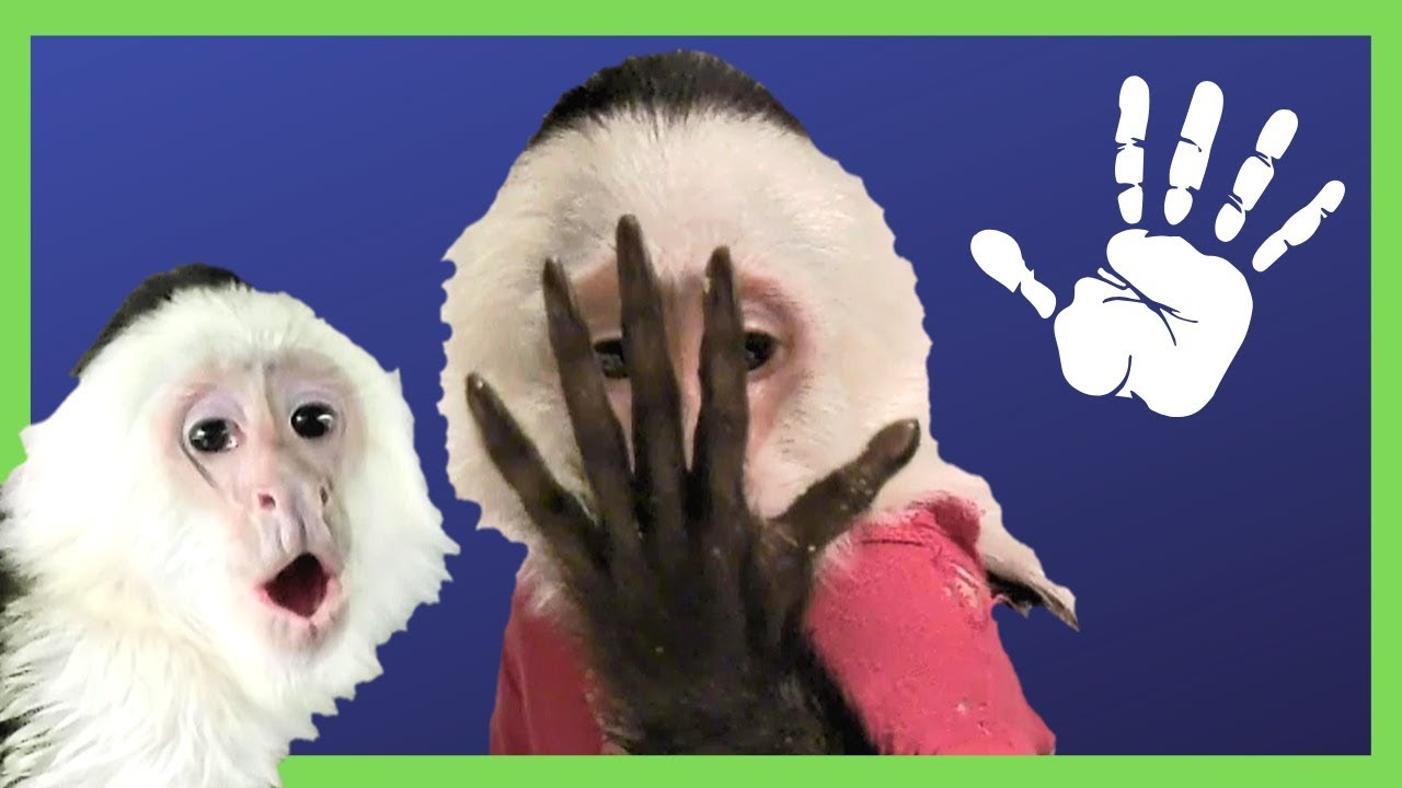 Pet Monkey Finger Prints! - YouTube