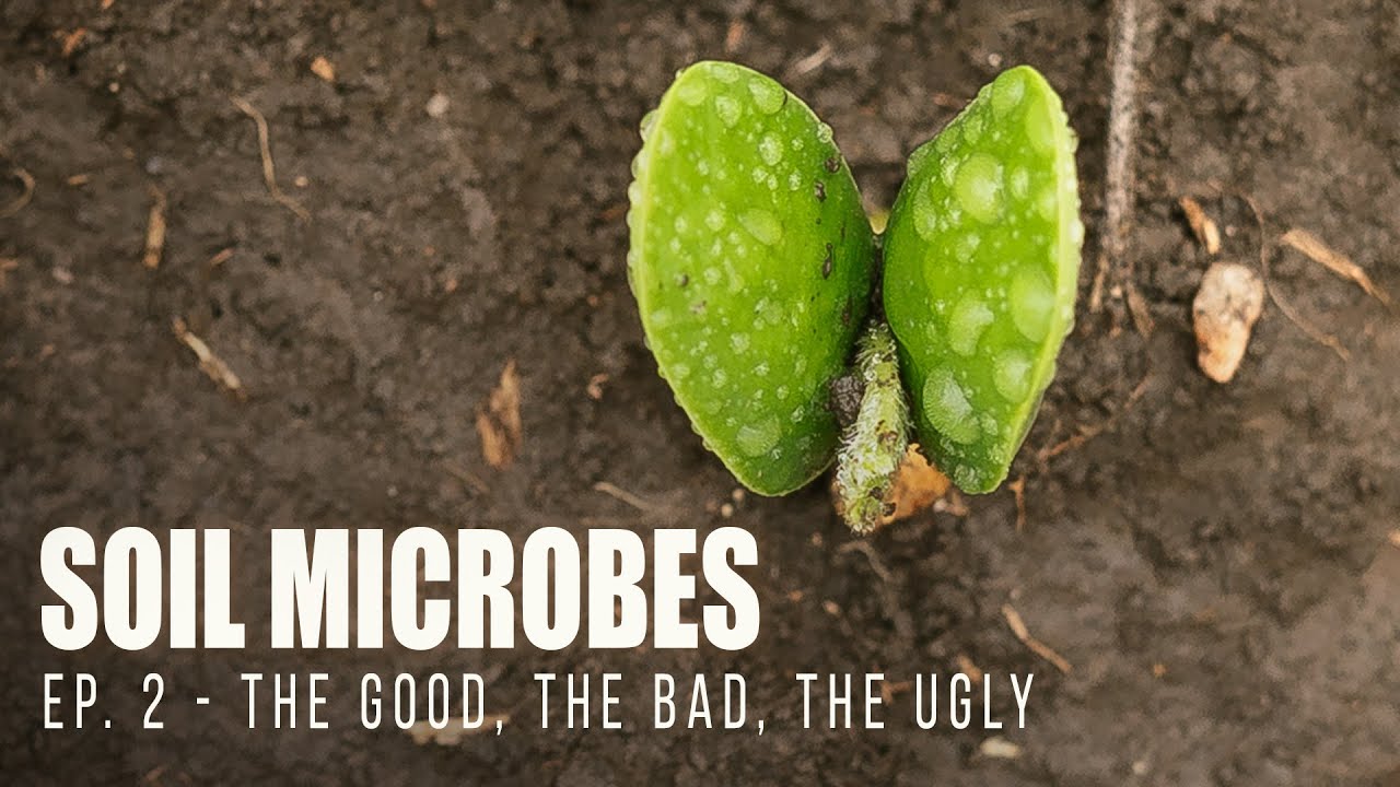 SOIL MICROBES: The Good, The Bad and The Ugly - YouTube