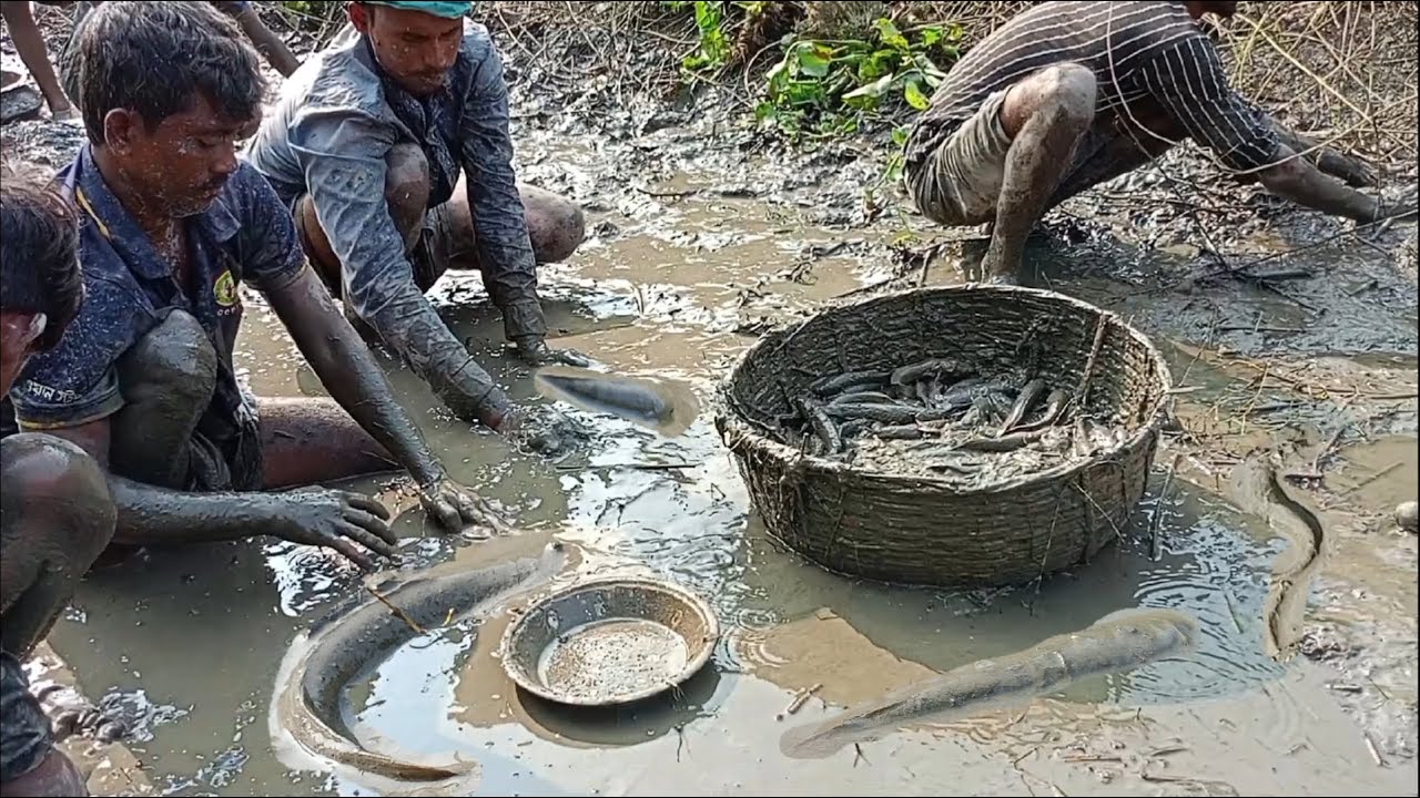 How amazing fish hunting. Village people hunting fish from the lake of ...